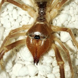 Other Spiders - The Spider Shop