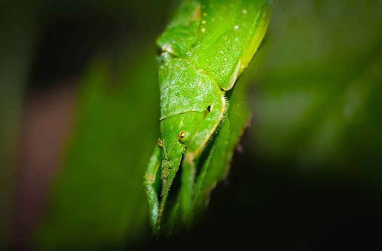 Phyllomimus truncatus - The Spider Shop