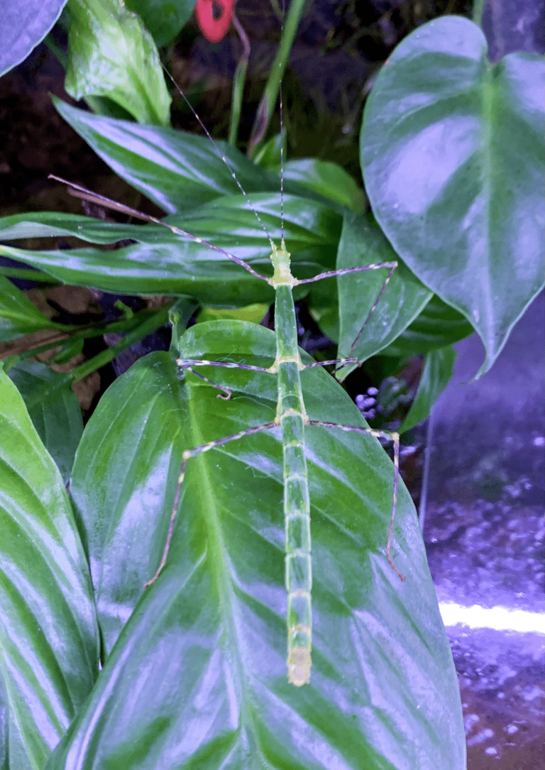 Myronides glaucus ‘Peleng’ - The Spider Shop