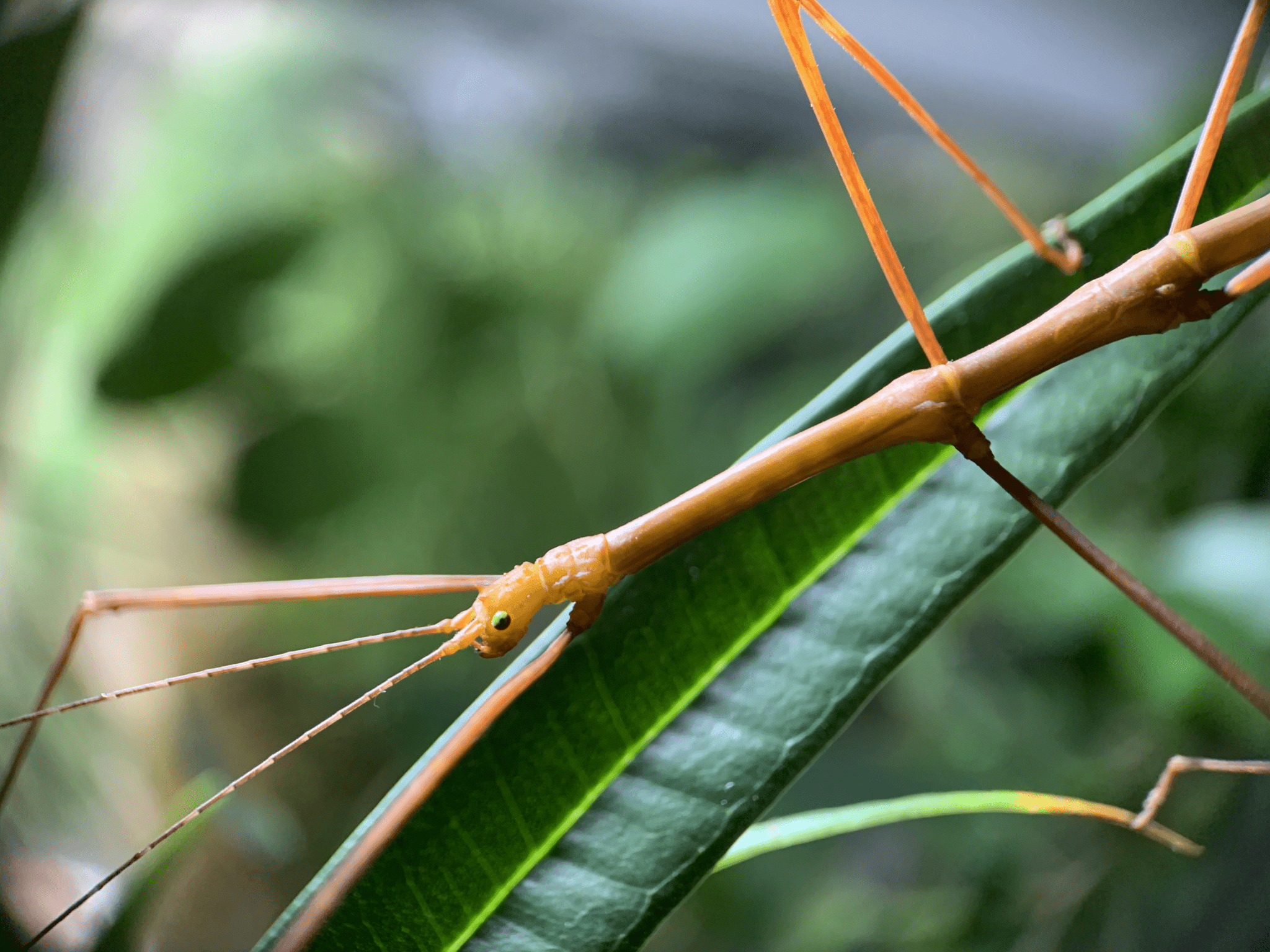 Myronides glaucus ‘Peleng’ - The Spider Shop