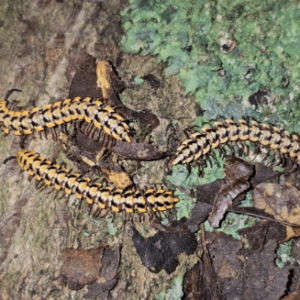 Millipedes Archives - The Spider Shop