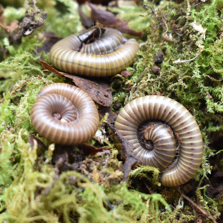 Millipedes Archives - The Spider Shop