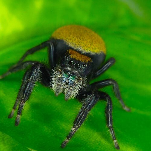 The Spider Shop - The Spider Shop