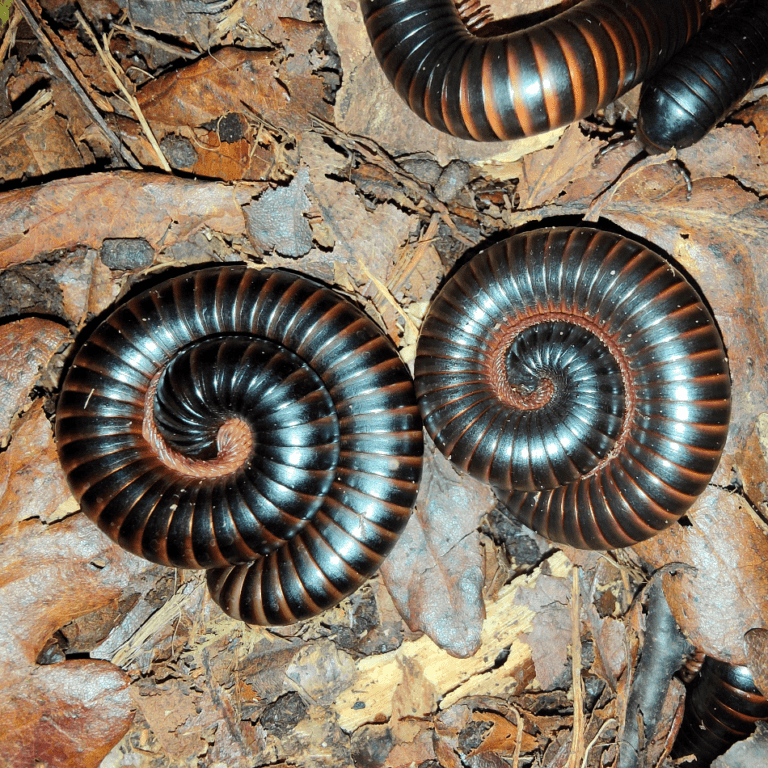 Millipedes Archives - The Spider Shop