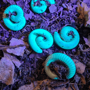 Millipedes Archives - The Spider Shop