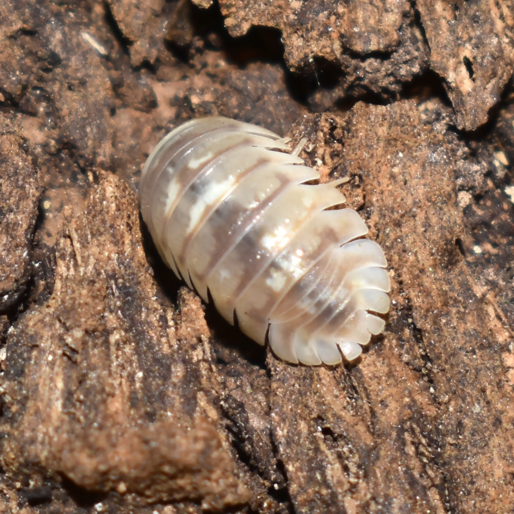 Isopods - The Spider Shop