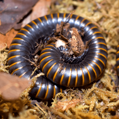 Millipedes Archives - The Spider Shop