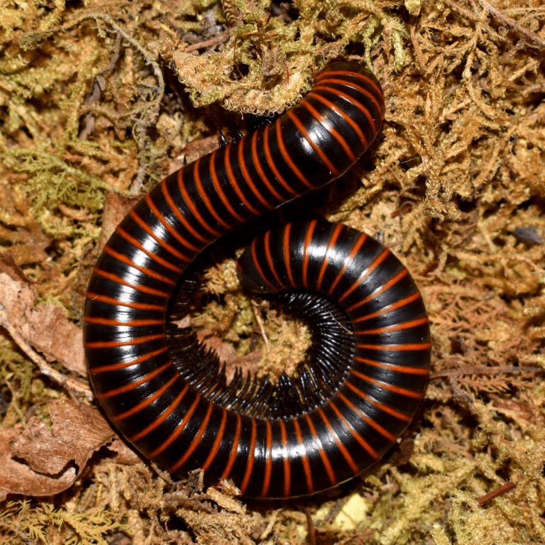 Spirobolus grahami - The Spider Shop