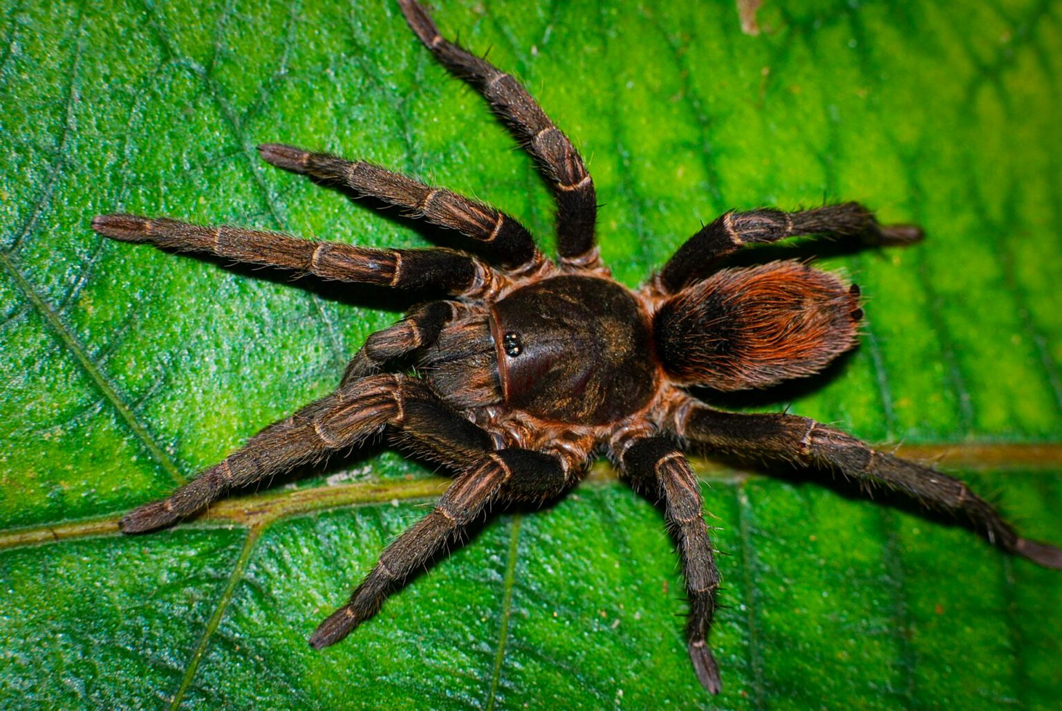 Theraphosidae sp. "Chorillo Grande" - The Spider Shop