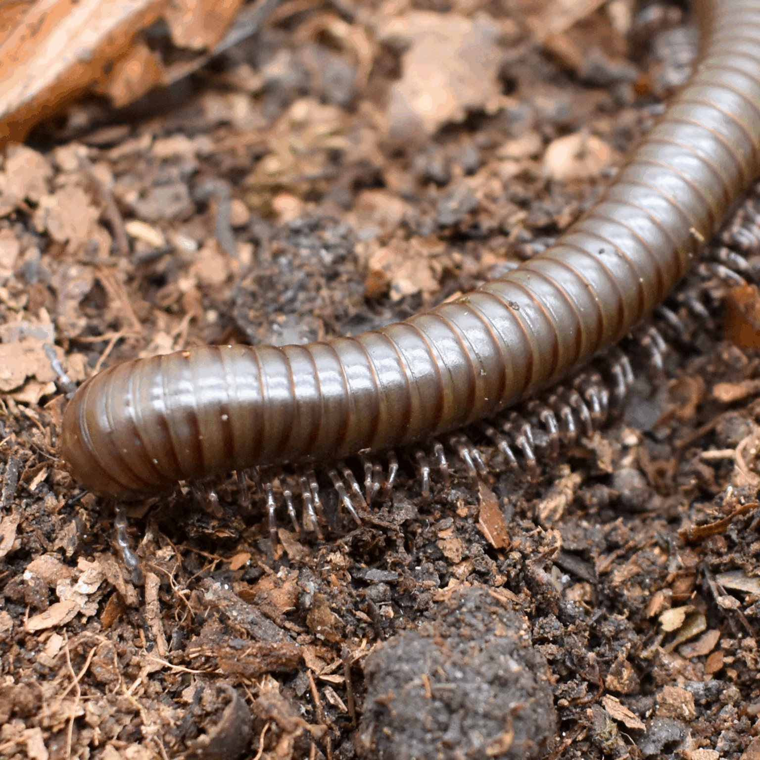 Millipedes Archives - The Spider Shop