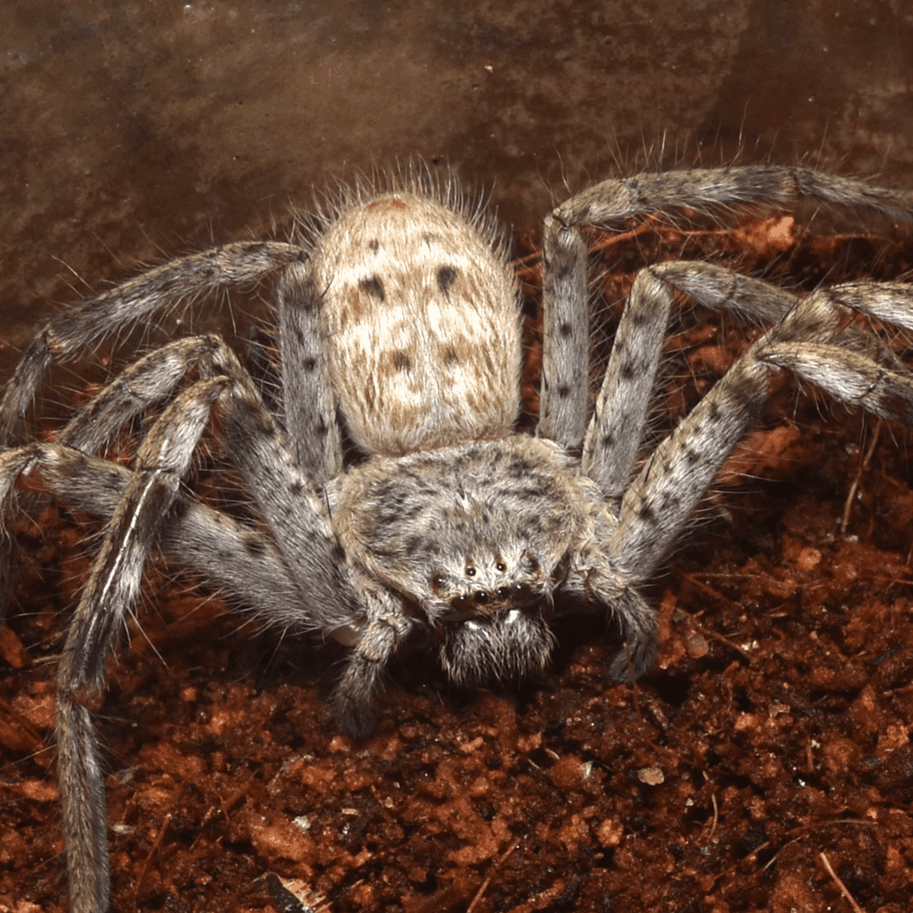 Holconia murrayensis - The Spider Shop